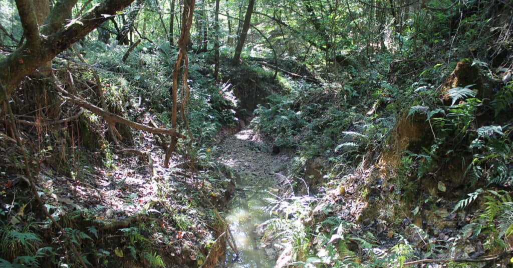 Native Plant Regions of Louisiana - Louisiana Native Plant Society