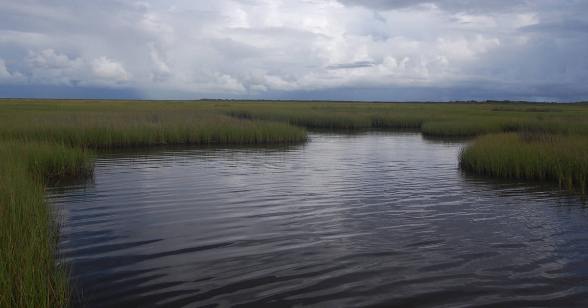 Native Plant Regions of Louisiana - Louisiana Native Plant Society