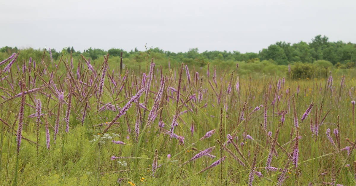 Native Plant Regions of Louisiana - Louisiana Native Plant Society