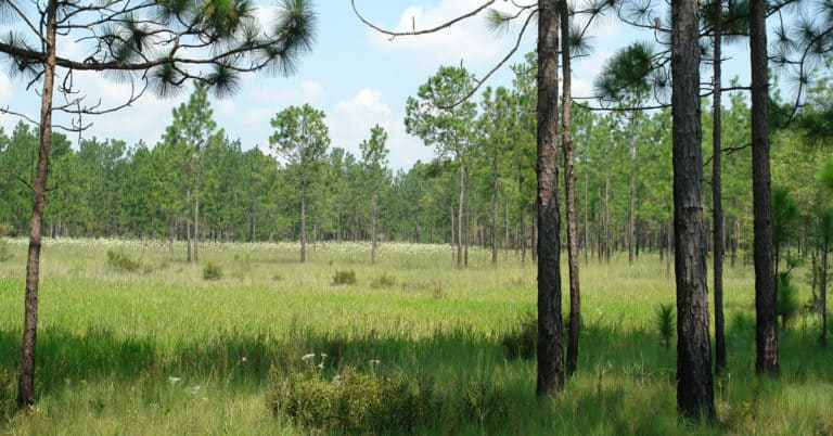 Native Plant Regions of Louisiana - Louisiana Native Plant Society