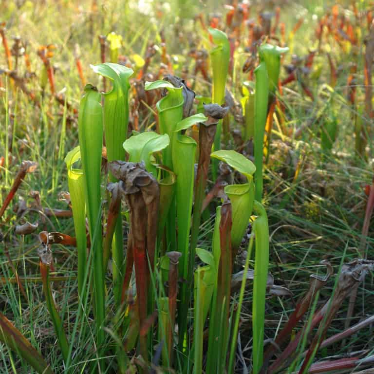 Regional Provenance - Louisiana Native Plant Society