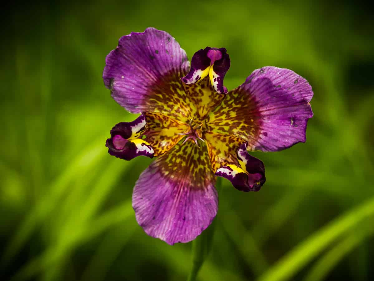 Availability - Louisiana Native Plant Society