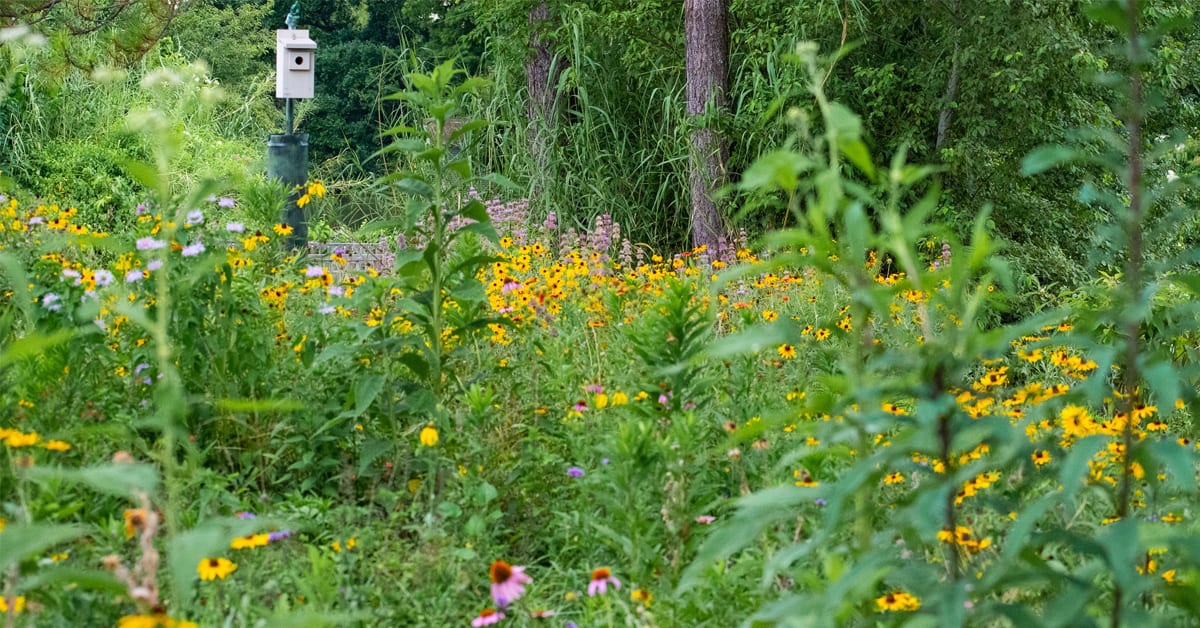 Cultivars vs Species - Louisiana Native Plant Society