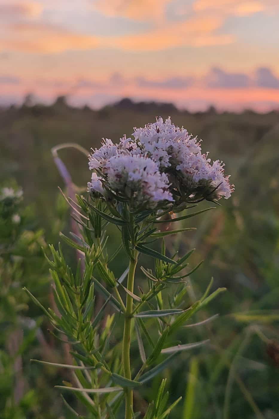 Newsletter Archive - Louisiana Native Plant Society