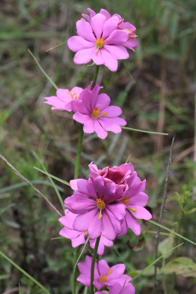 Plant Databases - Louisiana Native Plant Society