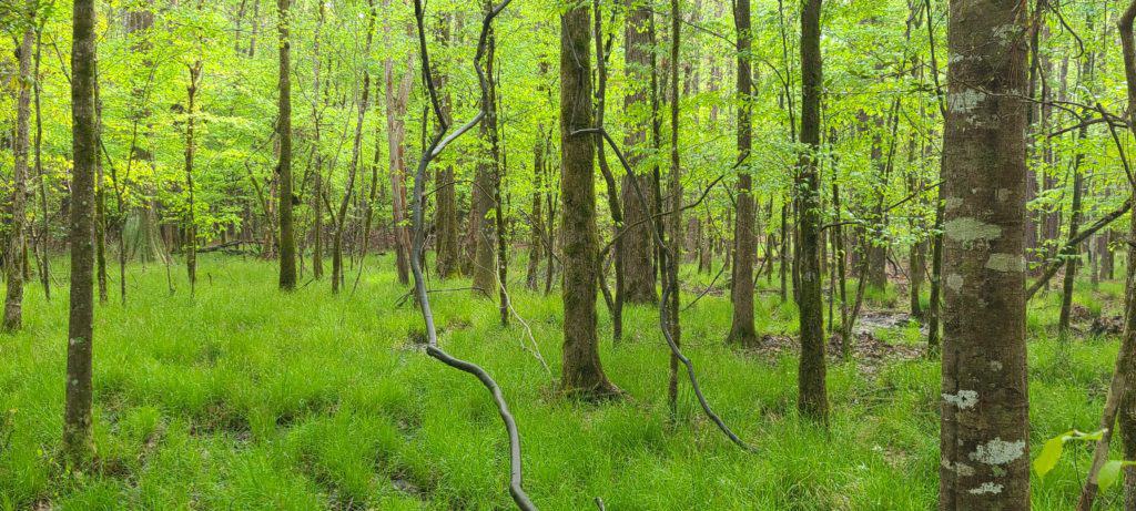 Native Plant Regions of Louisiana - Louisiana Native Plant Society