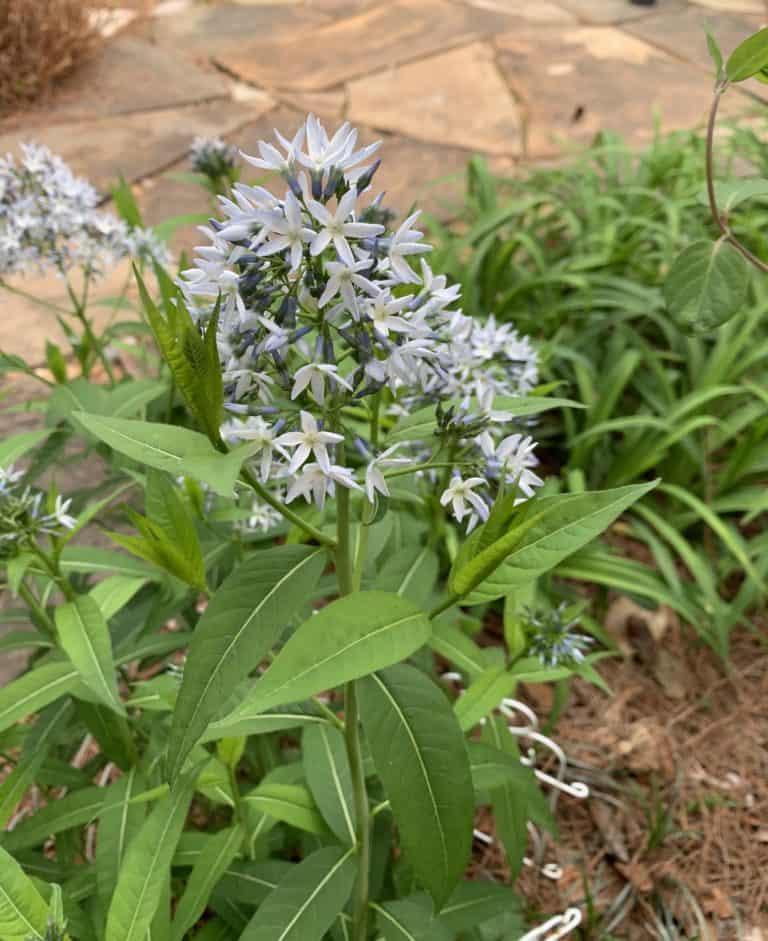 Select Native Plants of Louisiana - Louisiana Native Plant Society