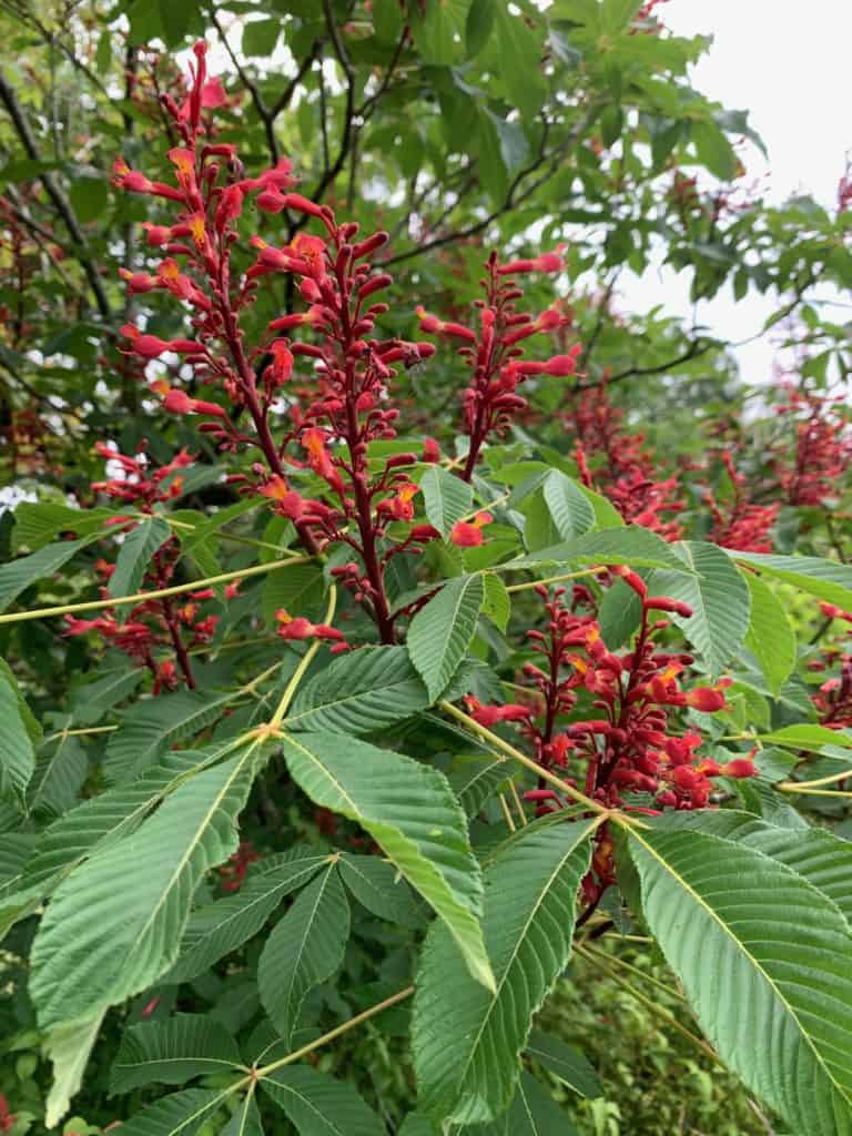 Ecosystem Services - Louisiana Native Plant Society