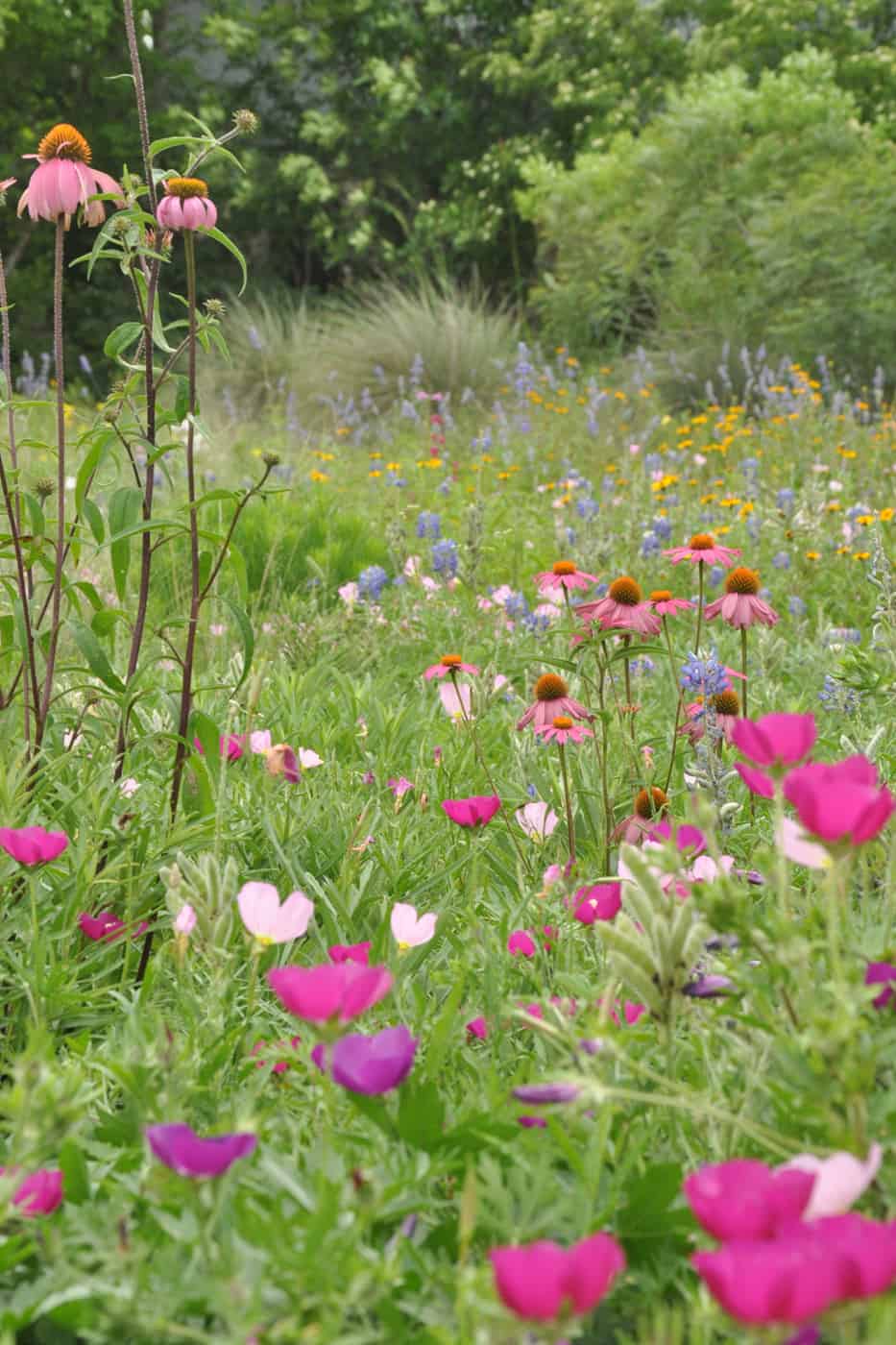 Louisiana Native Plant Organizations - Louisiana Native Plant Society