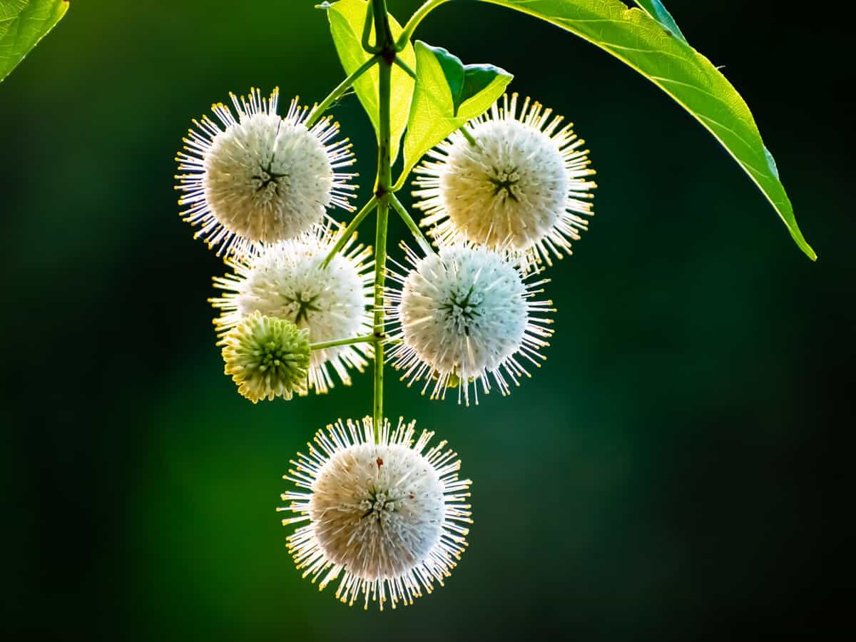 State and Federal Agencies - Louisiana Native Plant Society