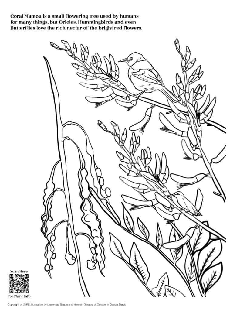 FREE Coloring Pages for Download - Louisiana Native Plant Society