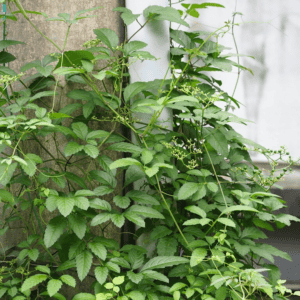 List of Common Invasive Plants of Louisiana - Louisiana Native Plant ...