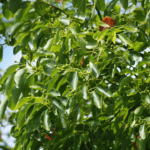 List of Common Invasive Plants of Louisiana - Louisiana Native Plant ...