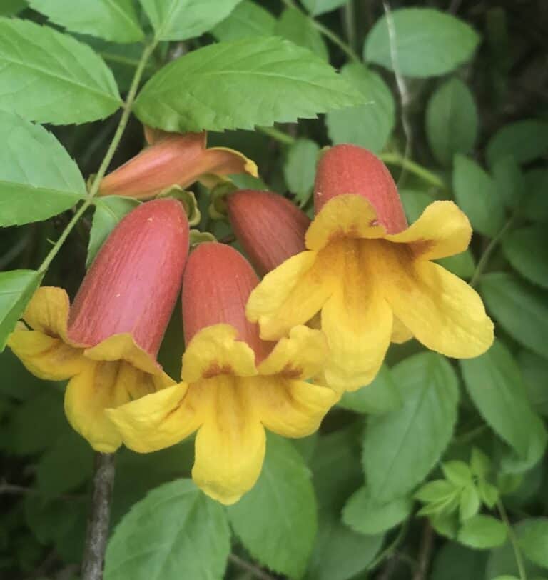 Crossvine - Louisiana Native Plant Society
