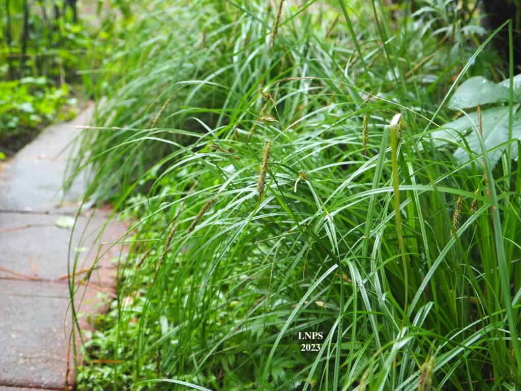Cherokee Sedge - Louisiana Native Plant Society