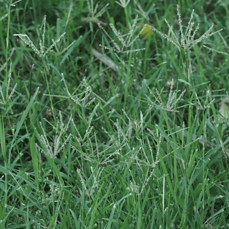 List of Common Invasive Plants of Louisiana - Louisiana Native Plant ...