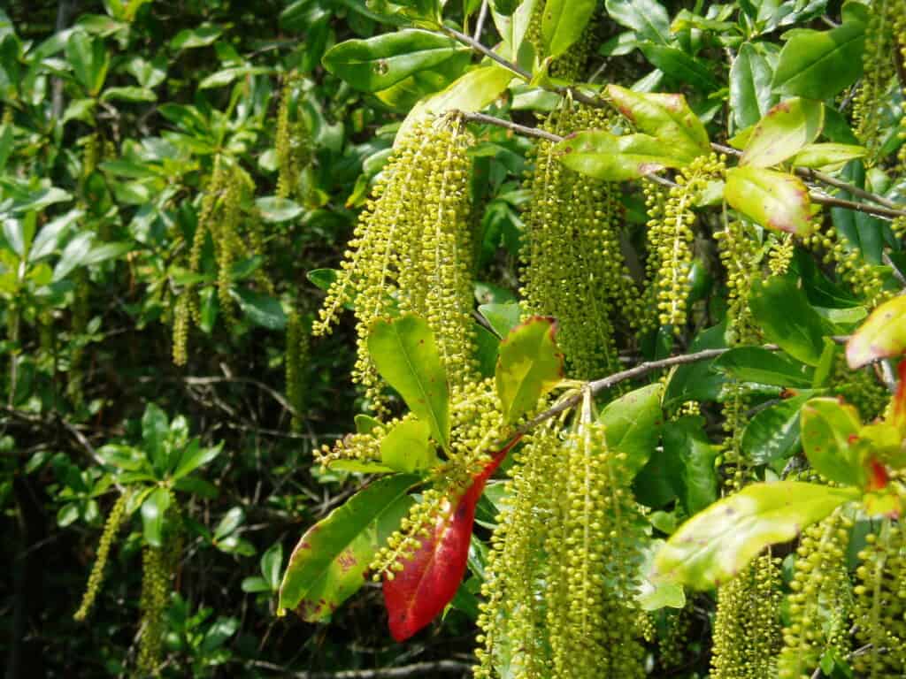 Swamp Titi - Louisiana Native Plant Society
