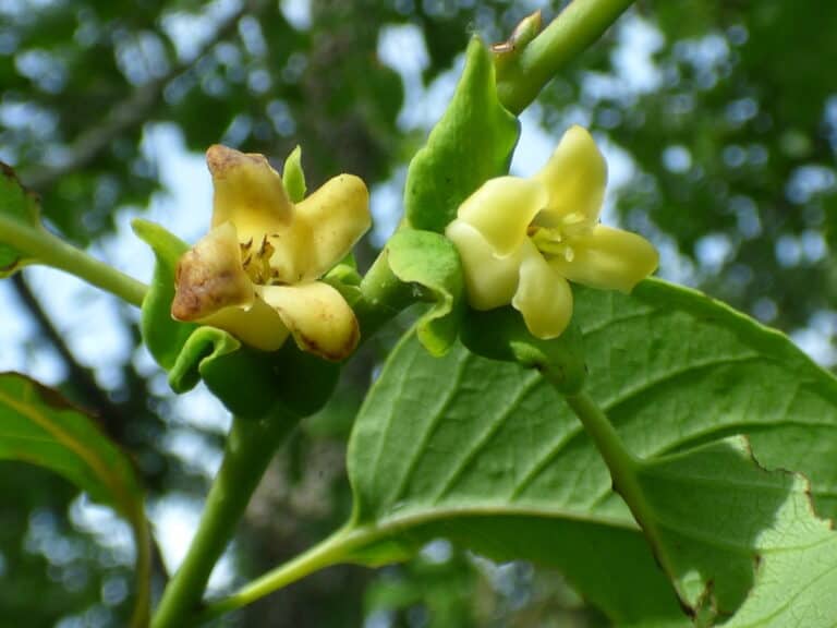 Common Persimmon - Louisiana Native Plant Society