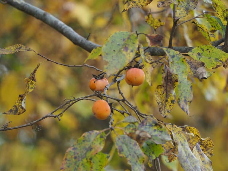 Common Persimmon - Louisiana Native Plant Society