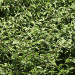 List of Common Invasive Plants of Louisiana - Louisiana Native Plant ...