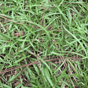 List of Common Invasive Plants of Louisiana - Louisiana Native Plant ...