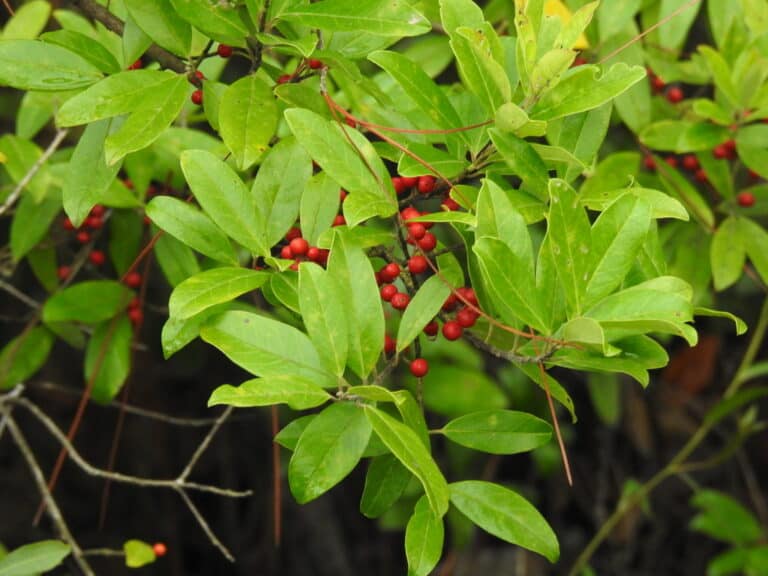 Dahoon - Louisiana Native Plant Society