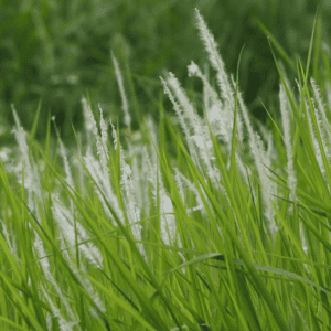 List of Common Invasive Plants of Louisiana - Louisiana Native Plant ...