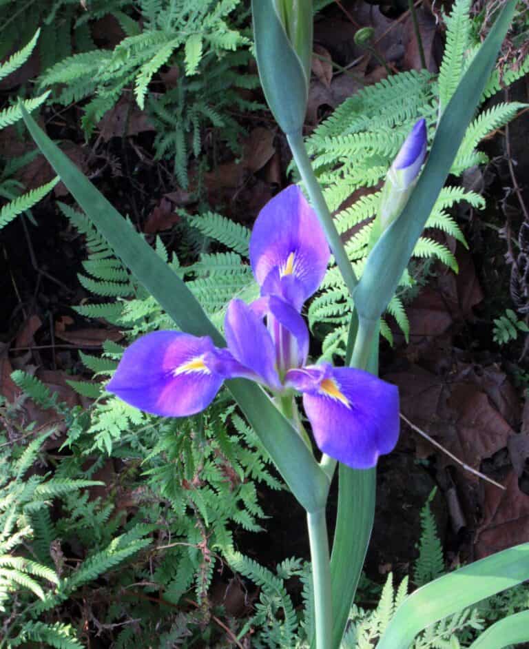 Louisiana Irises - Louisiana Native Plant Society