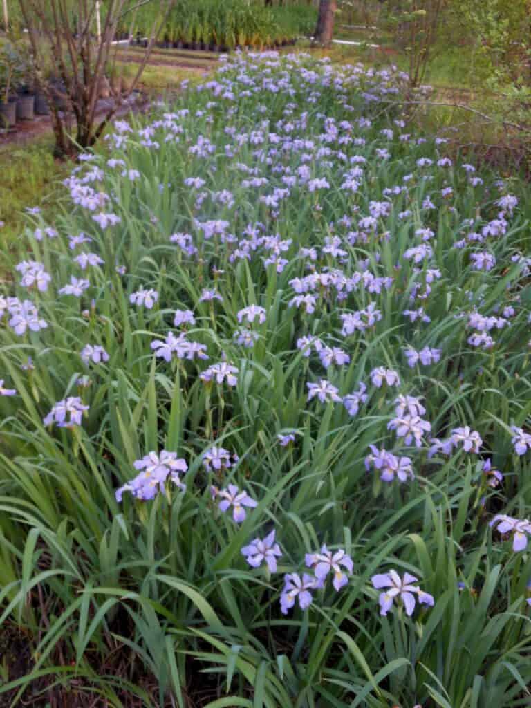 Louisiana Irises - Louisiana Native Plant Society