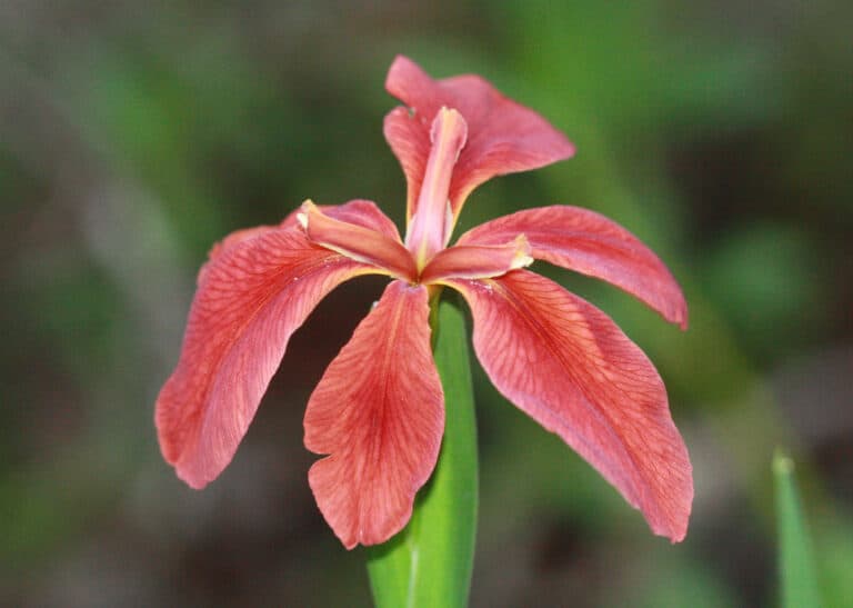 Louisiana Irises - Louisiana Native Plant Society