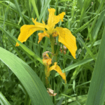 List of Common Invasive Plants of Louisiana - Louisiana Native Plant ...