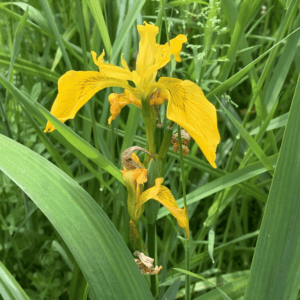 List of Common Invasive Plants of Louisiana - Louisiana Native Plant ...