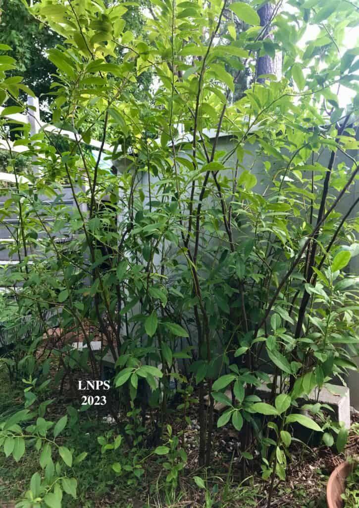 Virginia Sweetspire - Louisiana Native Plant Society