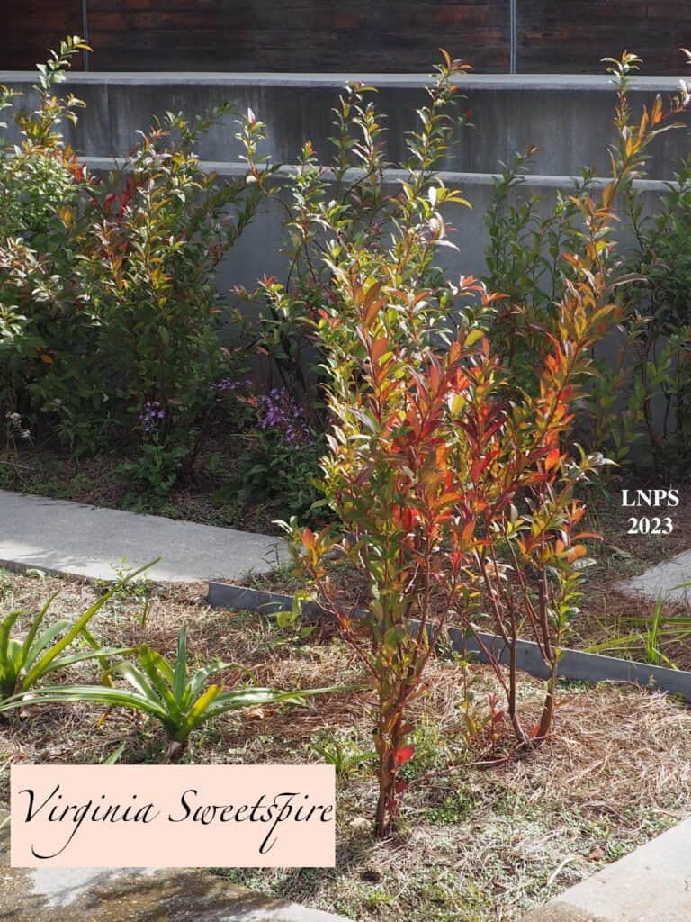 Virginia Sweetspire - Louisiana Native Plant Society