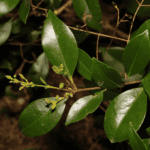 List of Common Invasive Plants of Louisiana - Louisiana Native Plant ...