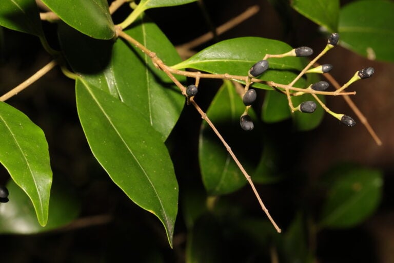 Japanese Privet - Louisiana Native Plant Society