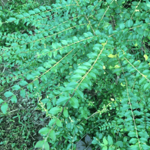List of Common Invasive Plants of Louisiana - Louisiana Native Plant ...