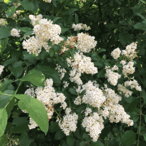 List of Common Invasive Plants of Louisiana - Louisiana Native Plant ...