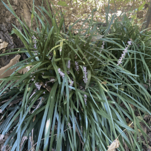 List of Common Invasive Plants of Louisiana - Louisiana Native Plant ...