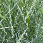 List of Common Invasive Plants of Louisiana - Louisiana Native Plant ...