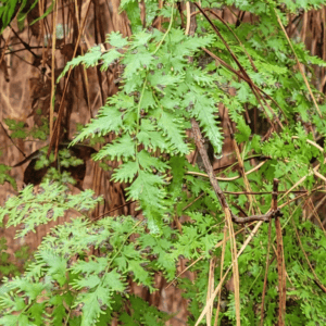 List of Common Invasive Plants of Louisiana - Louisiana Native Plant ...