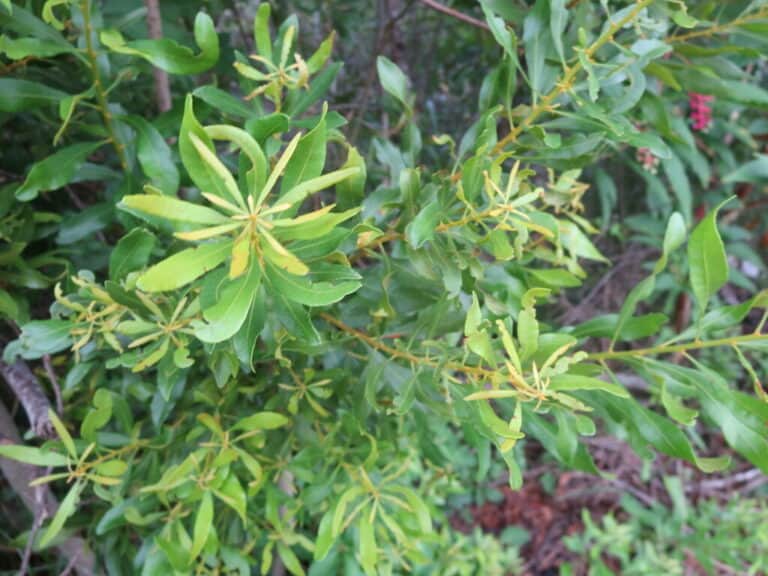 Wax Myrtle - Louisiana Native Plant Society