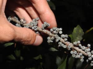 Wax Myrtle - Louisiana Native Plant Society