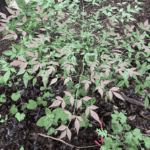 List of Common Invasive Plants of Louisiana - Louisiana Native Plant ...