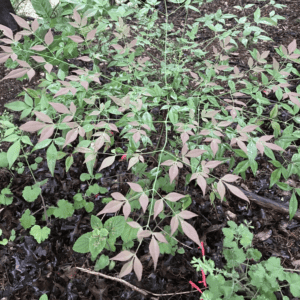 List of Common Invasive Plants of Louisiana - Louisiana Native Plant ...