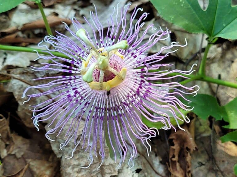 Purple Passionflower - Louisiana Native Plant Society