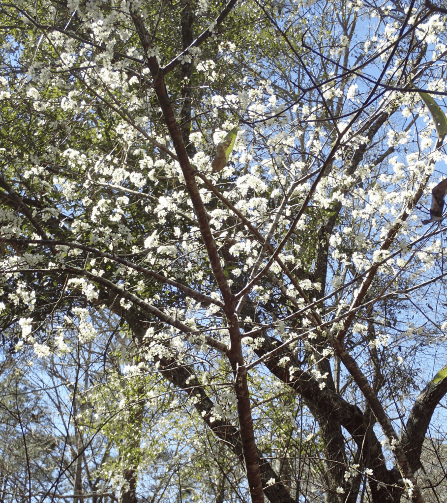 Mexican Plum - Louisiana Native Plant Society