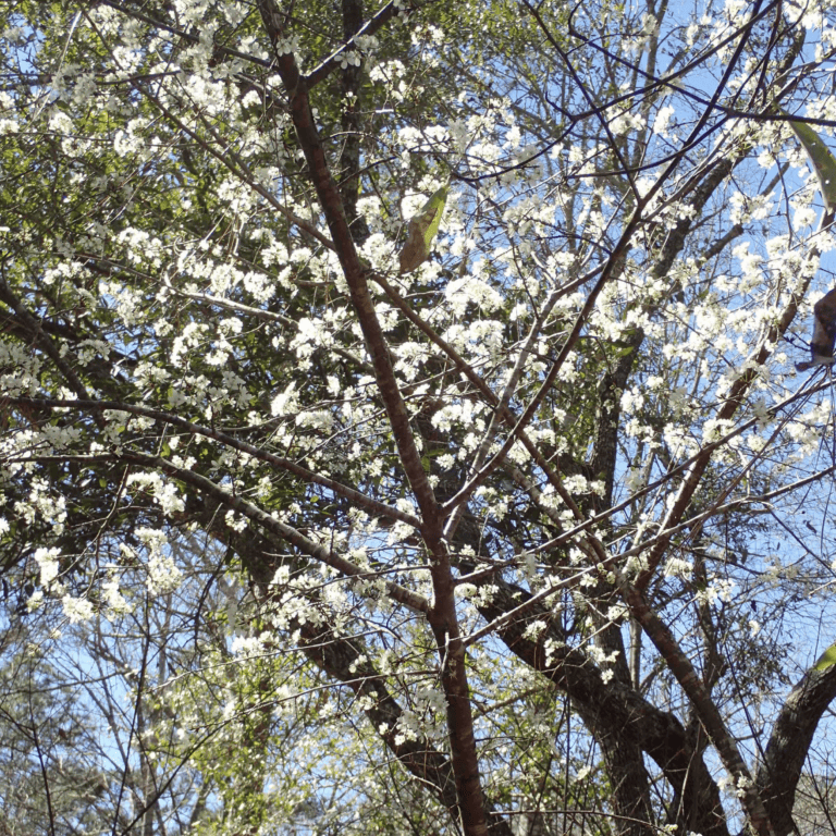 Chinese Tallow - Louisiana Native Plant Society