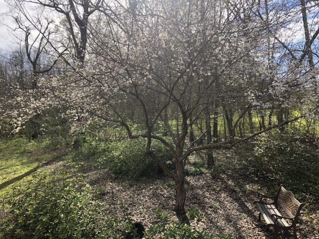 Mexican Plum - Louisiana Native Plant Society