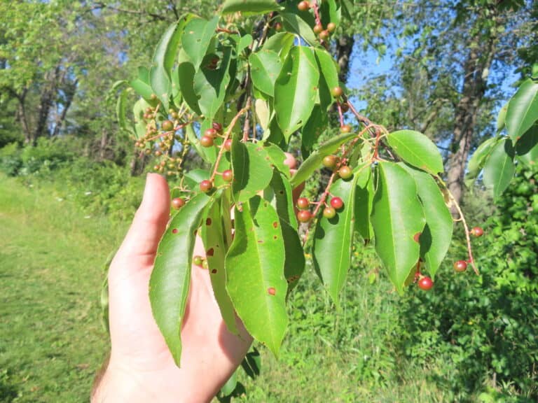 Black Cherry - Louisiana Native Plant Society